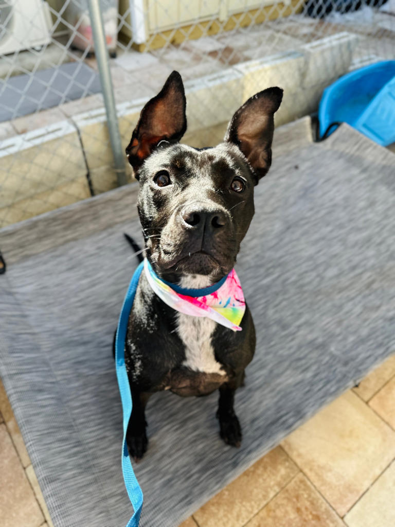 Local groomer donates a full day of grooming to HALO No-Kill Rescue