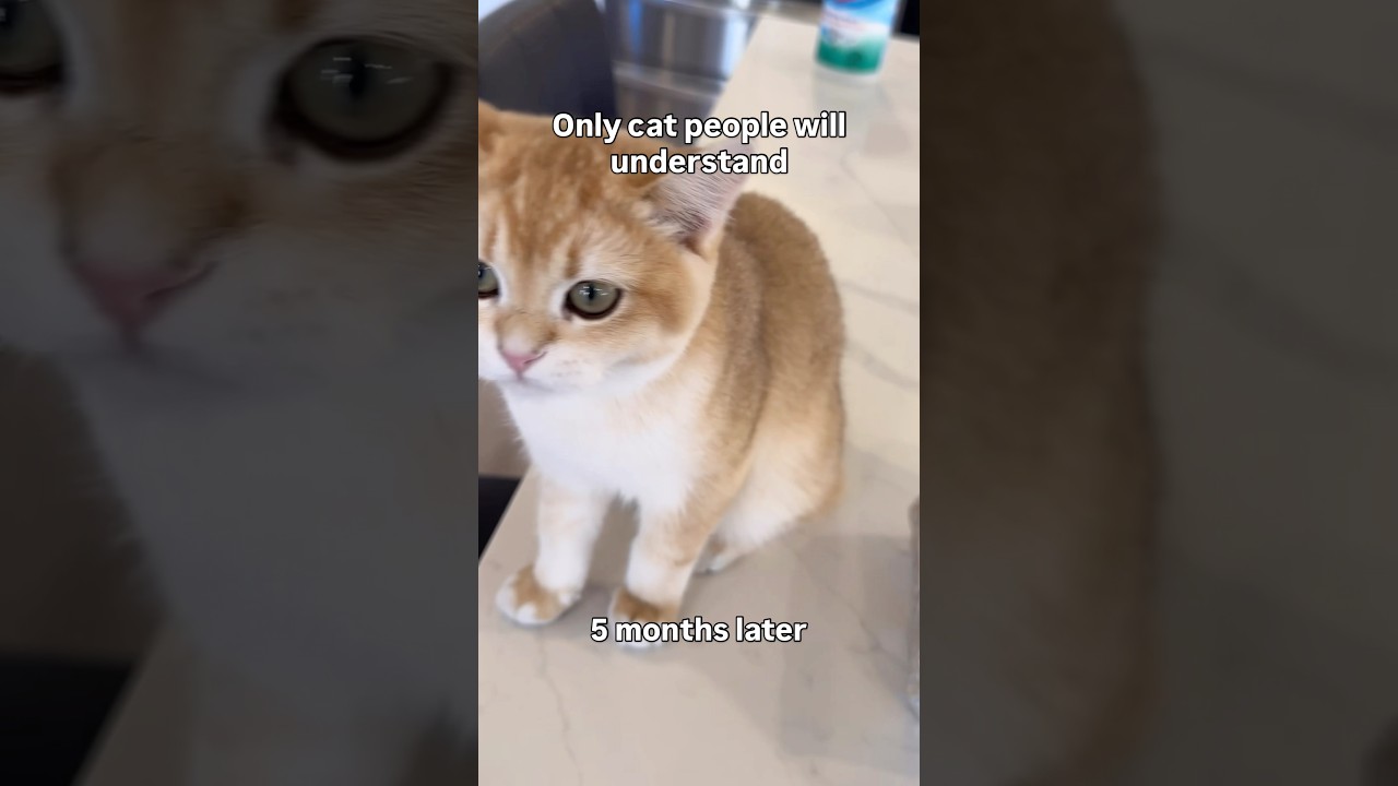 Cat grows bigger than a Chipotle burrito surprisingly fast