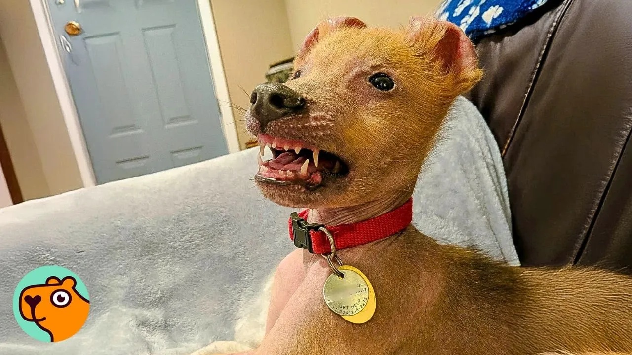 “Coyote” puppy showed up looking wild - and stole everyone’s heart instead