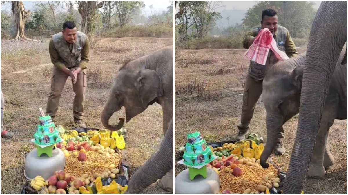 Assam man celebrates baby elephant Momo's birthday. Wholesome video