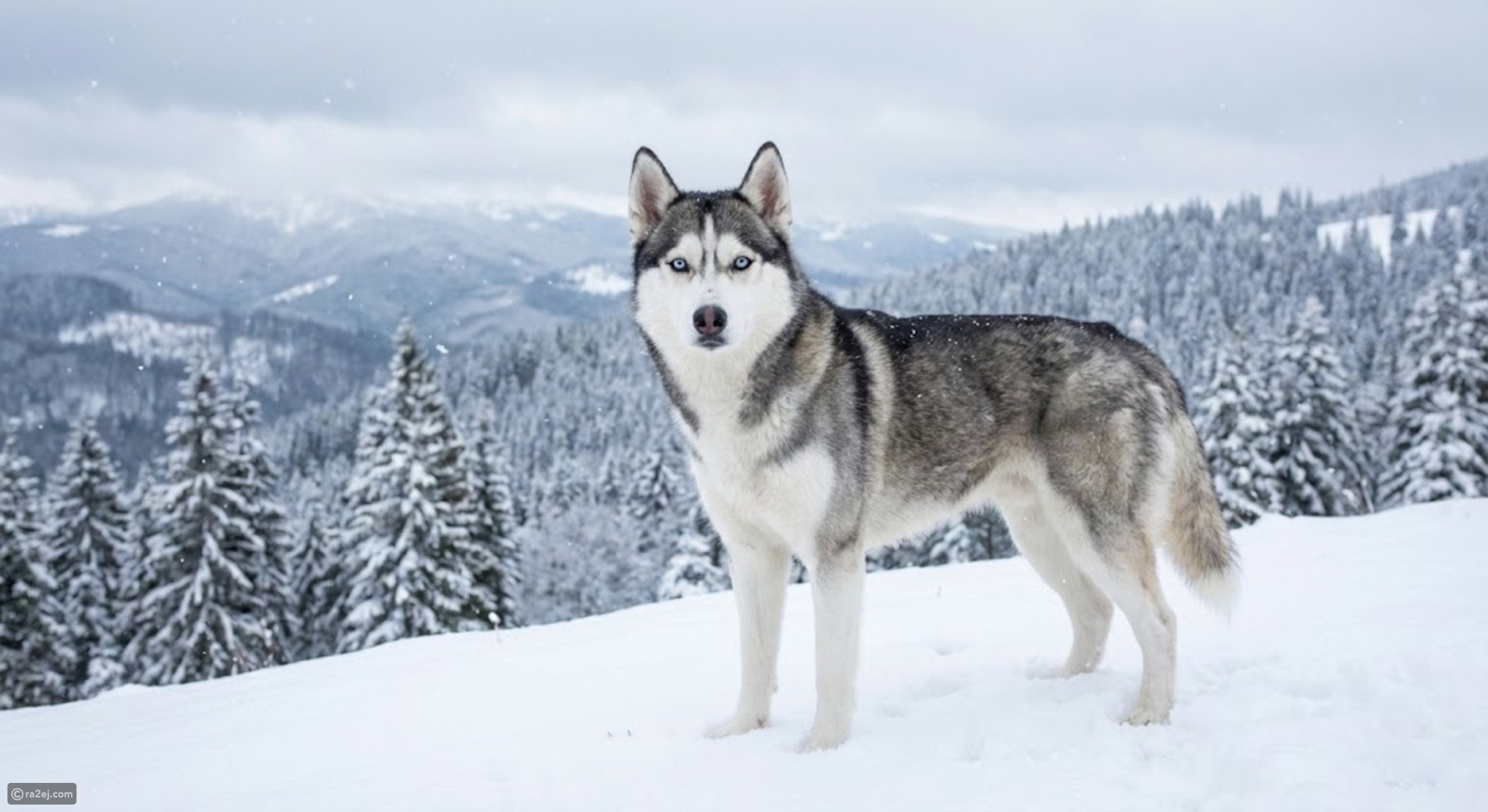 The 10 most difficult dog breeds to train