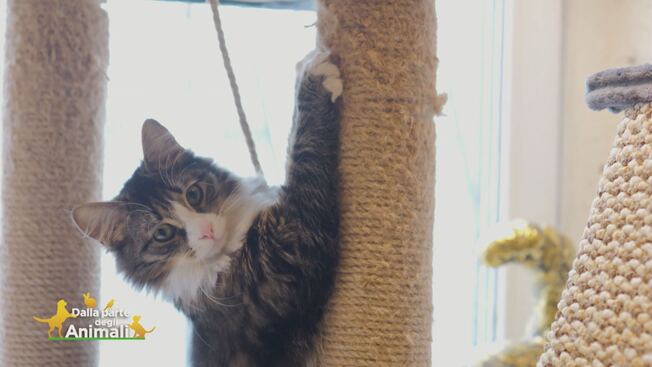 Tiragraffi: benessere e gioco per il gatto