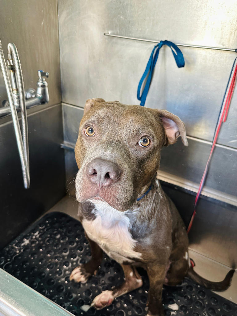 Local groomer donates a full day of grooming to HALO No-Kill Rescue
