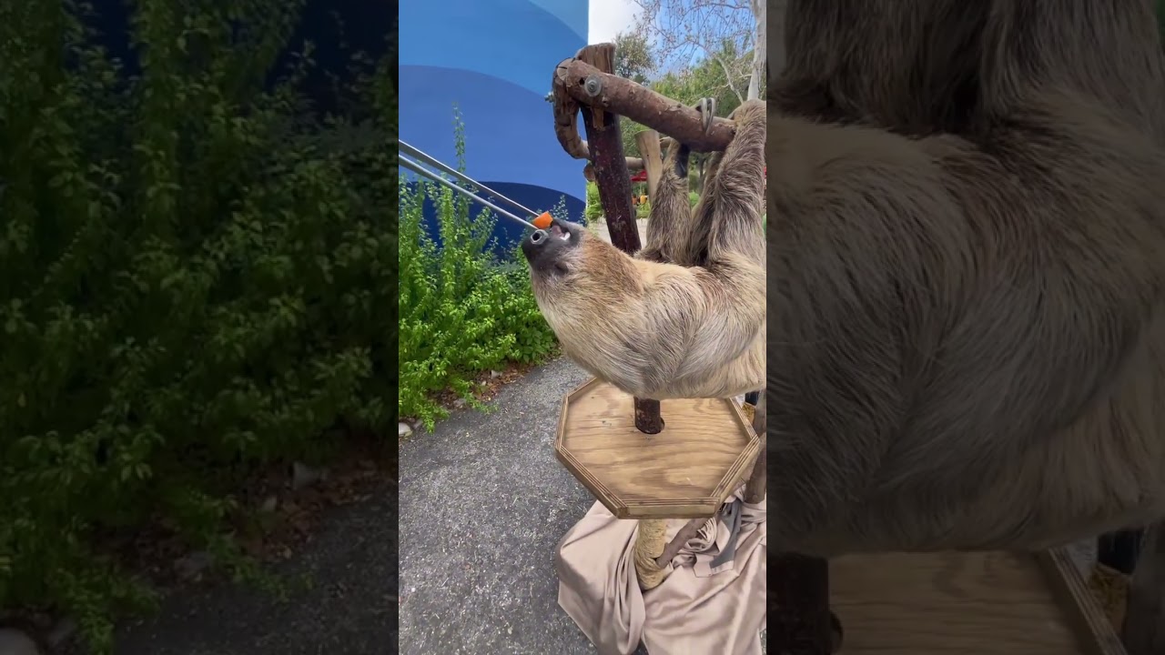 Slightly sleepy sloth still finds time to enjoy a snack