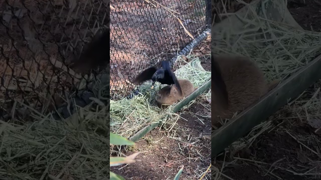 See a capybara startled by a clever crow prank