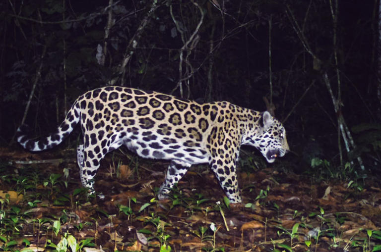 La ruta del jaguar en Magdalena Medio: así es el fascinante rastreo de ...