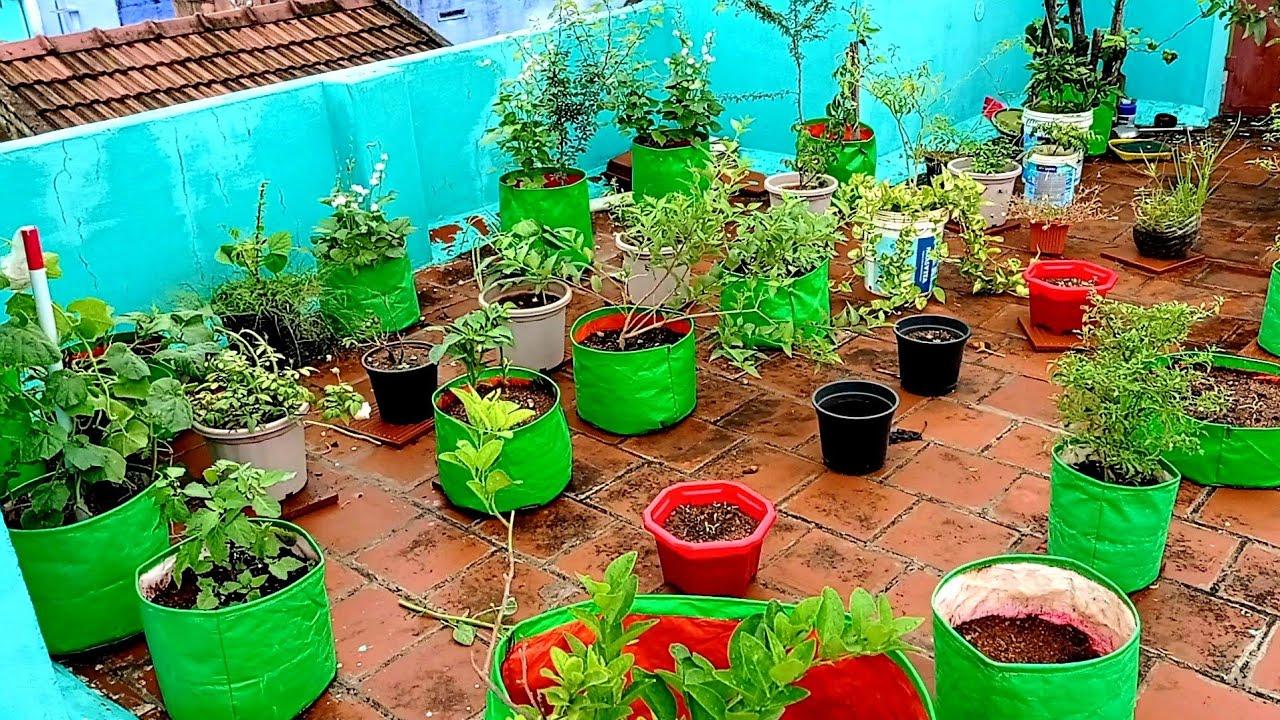 Rooftop Vegetable Farming Turn Your Terrace into a Monthly Income Source
