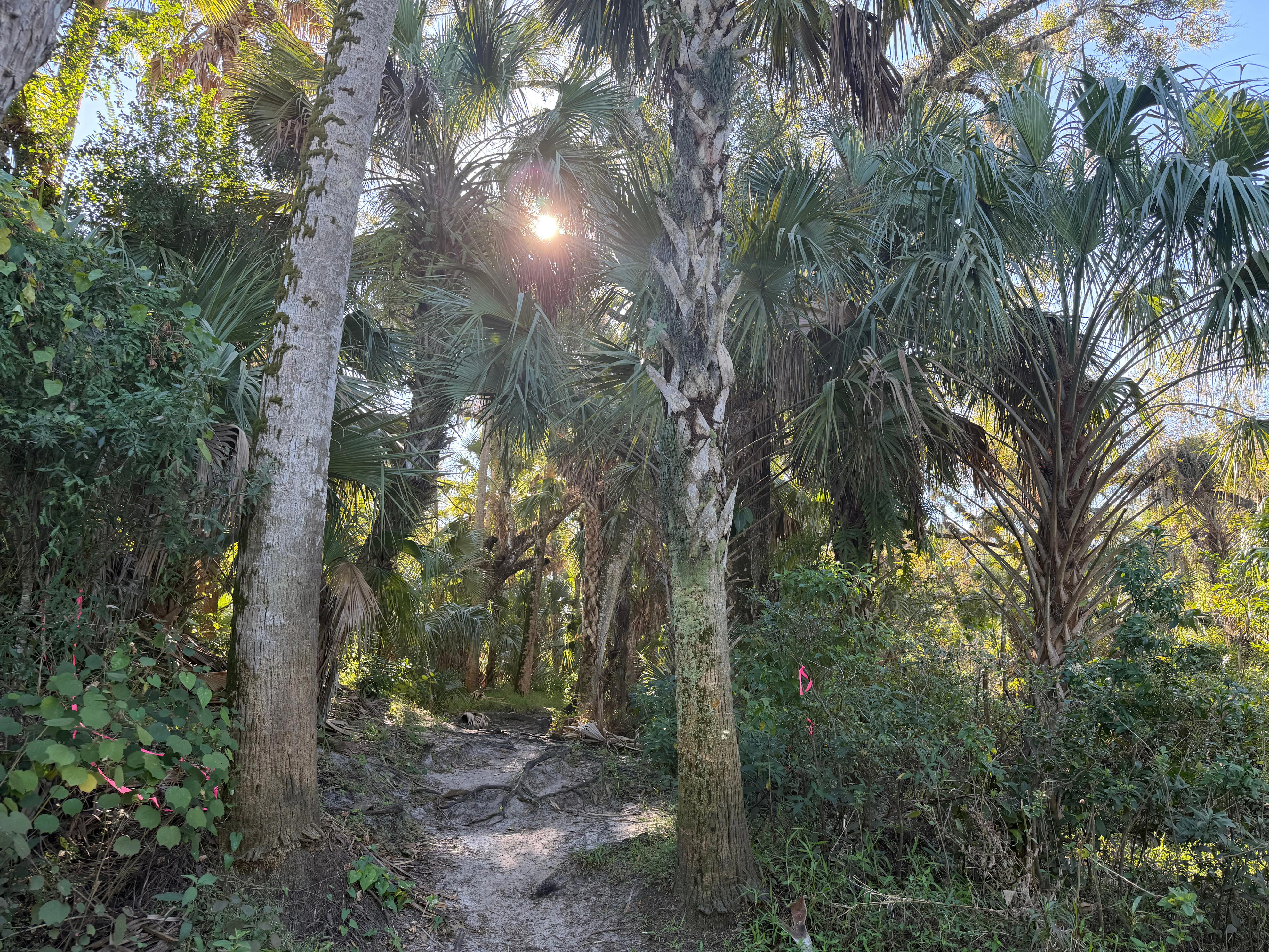 George LeStrange Preserve in Fort Pierce has hidden side trail that ...