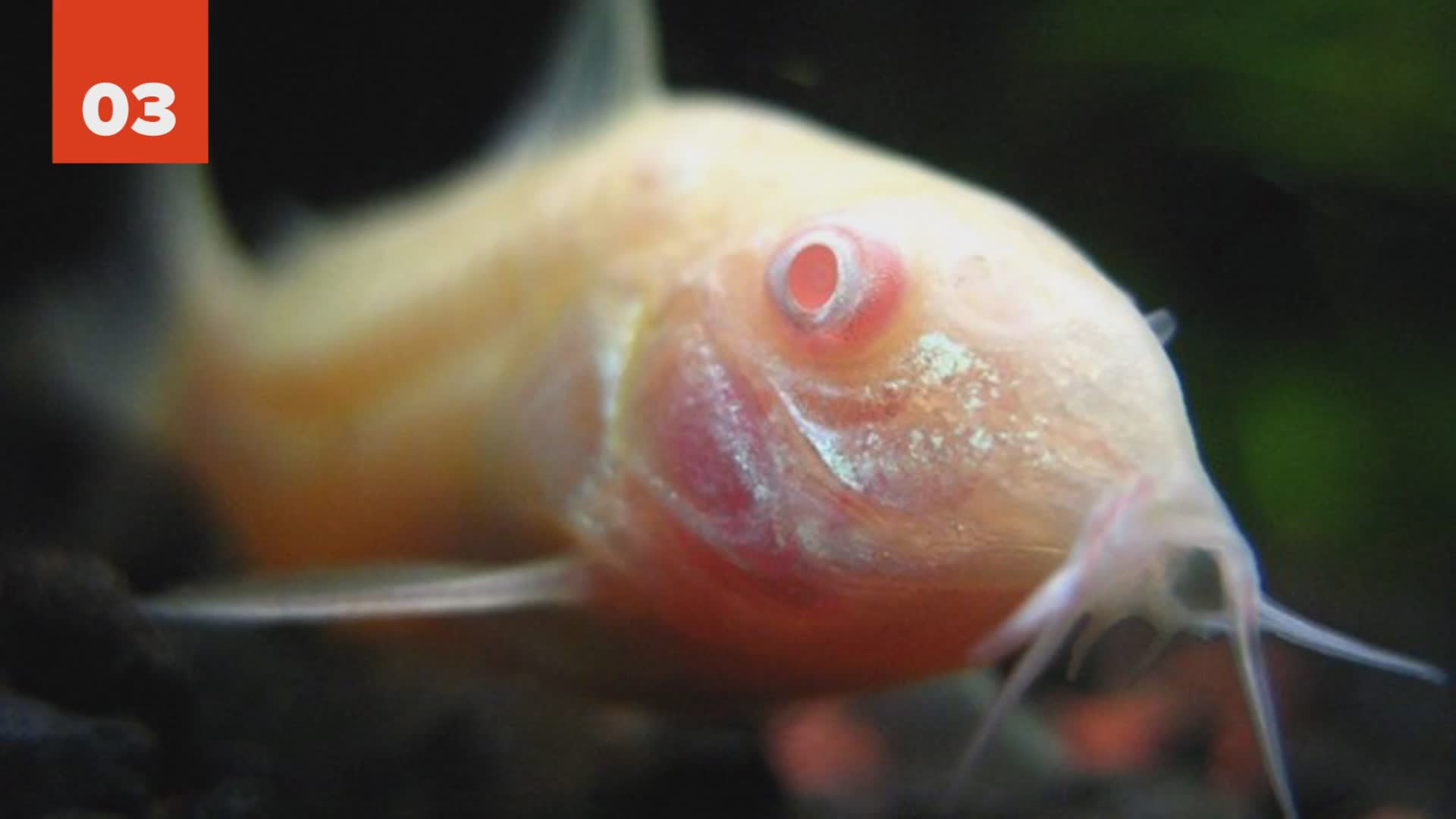 Awesome looking white or albino animals you have to see