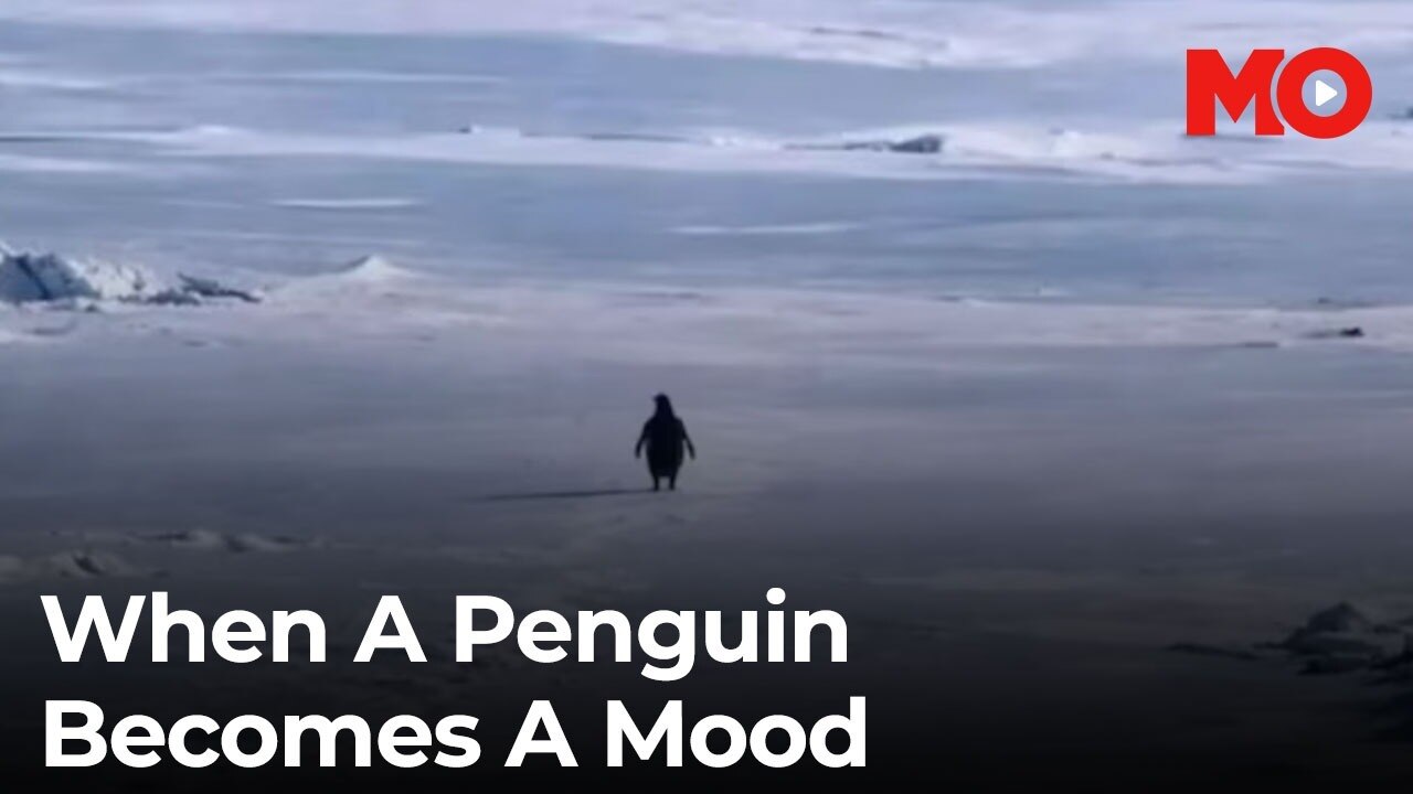 When a penguin becomes a mood: The story behind 2026's nihilist meme