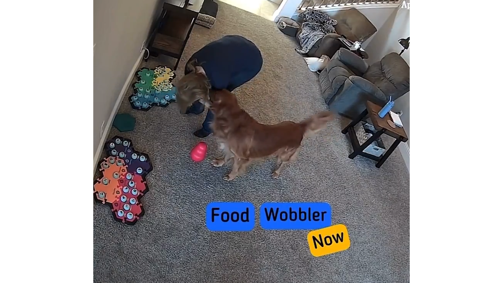 Very intelligent dog uses buttons to communicate clearly