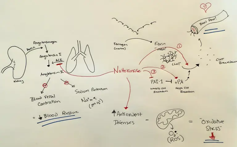 Nattokinase: The heart health supplement on everyone’s tongue