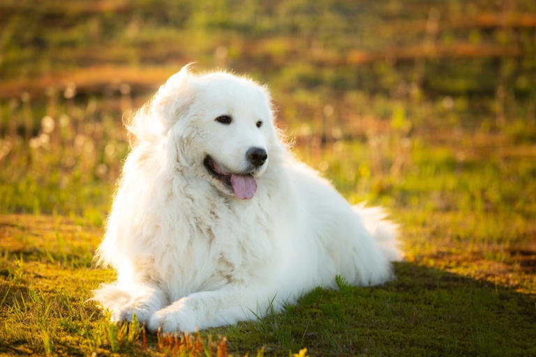 6 chicken-friendly dog breeds recommended by experts