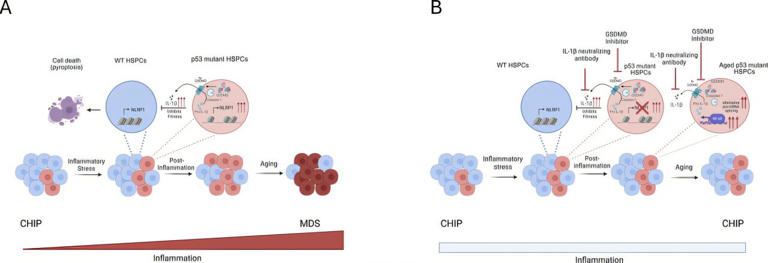 Inflammation gives mutated blood stem cells an edge in cancer development