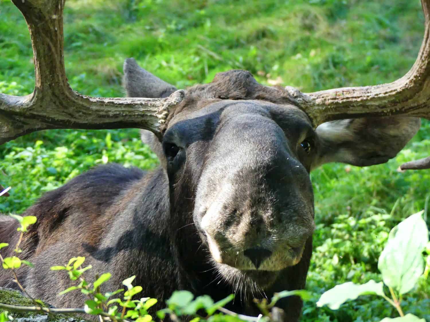 11 percent tax on hunting gear keeps wild animals alive