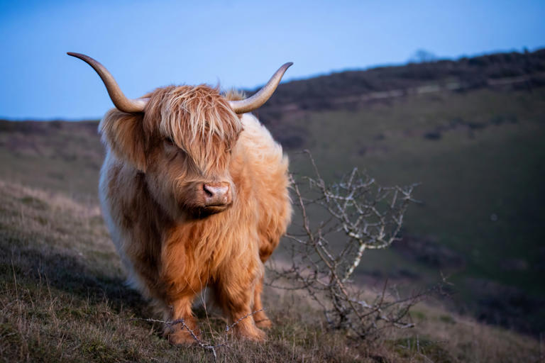Three people rescued from Butser Hill after going in search of Highland ...