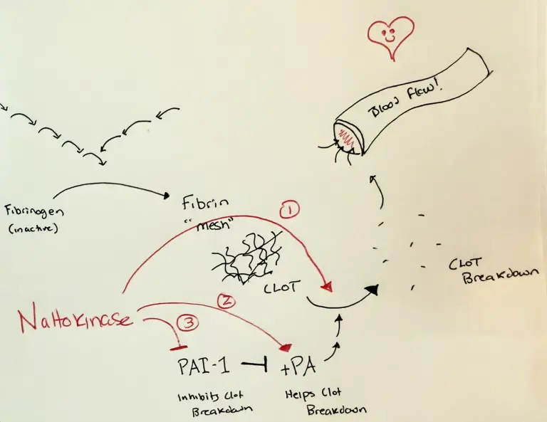 Nattokinase: The heart health supplement on everyone’s tongue