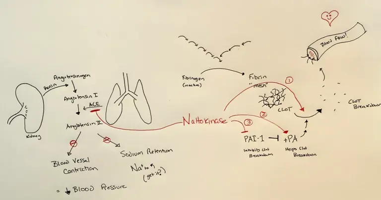 Nattokinase: The heart health supplement on everyone’s tongue