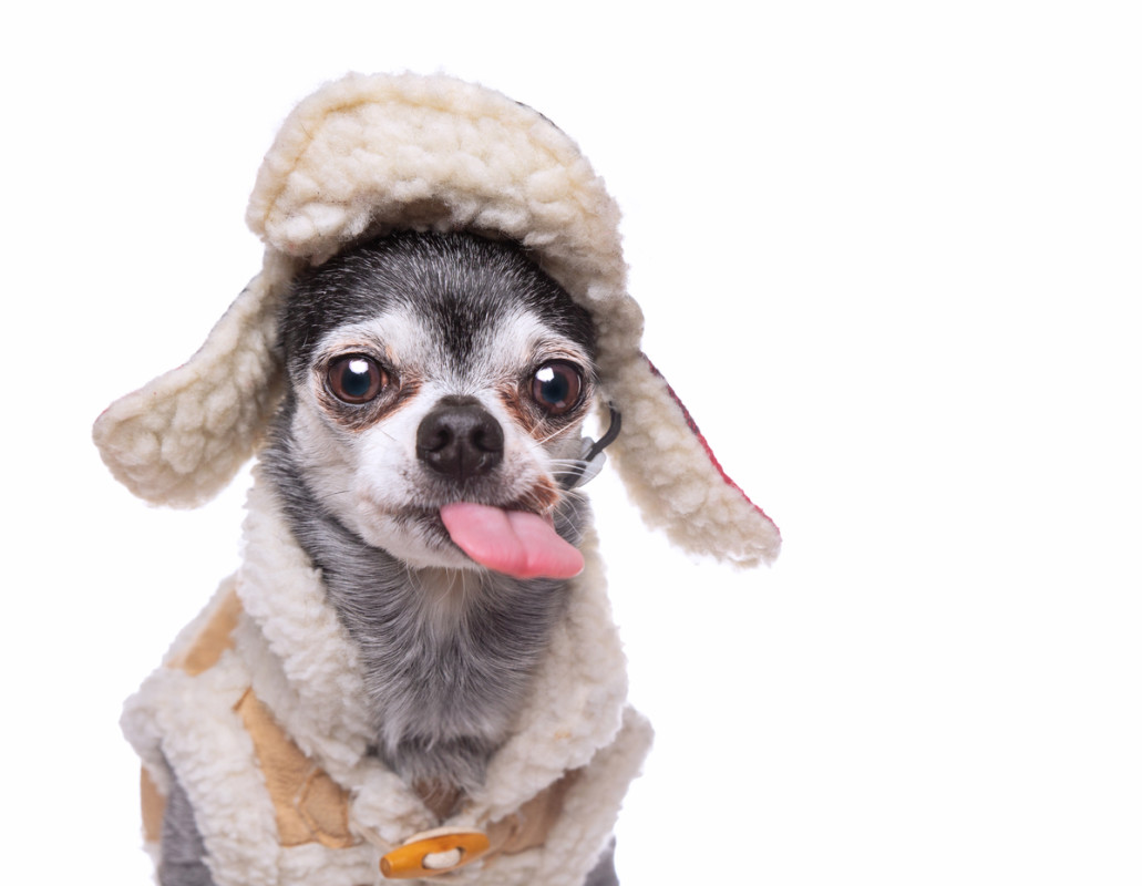 9-pound chihuahua suits up in full gear to brave the snow and it's ...