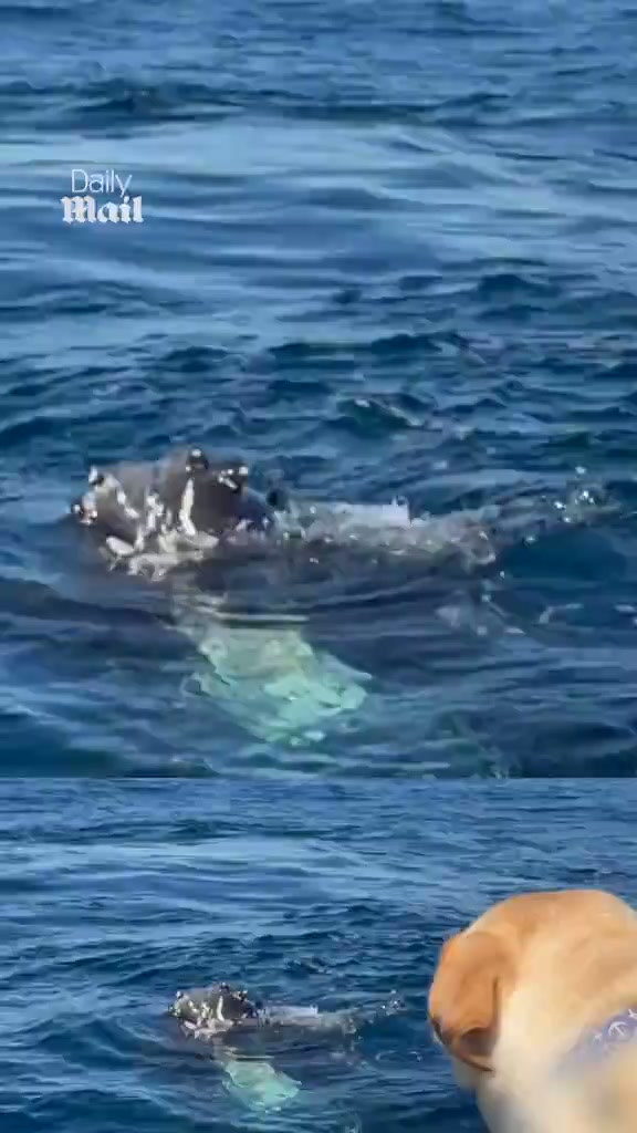Humpback whales spotted interacting with a seal pup