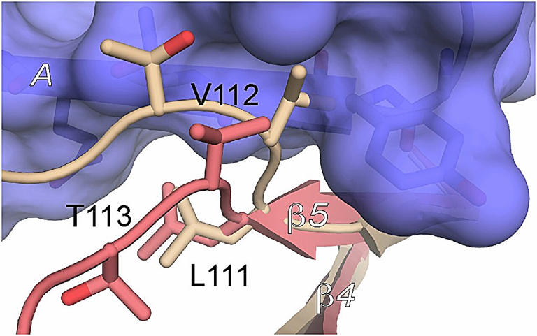 Newly discovered immune 'traffic controller' can be hijacked by ...