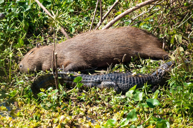 Why crocodiles don’t eat capybaras? Here’s the bizarre truth behind ...