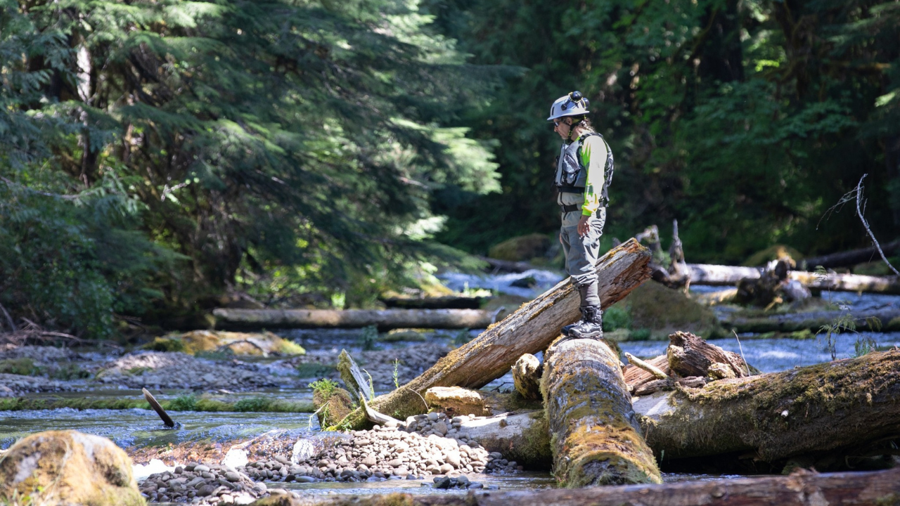 Helicopters drop 6,000 logs into rivers—reversing 40 years of damage