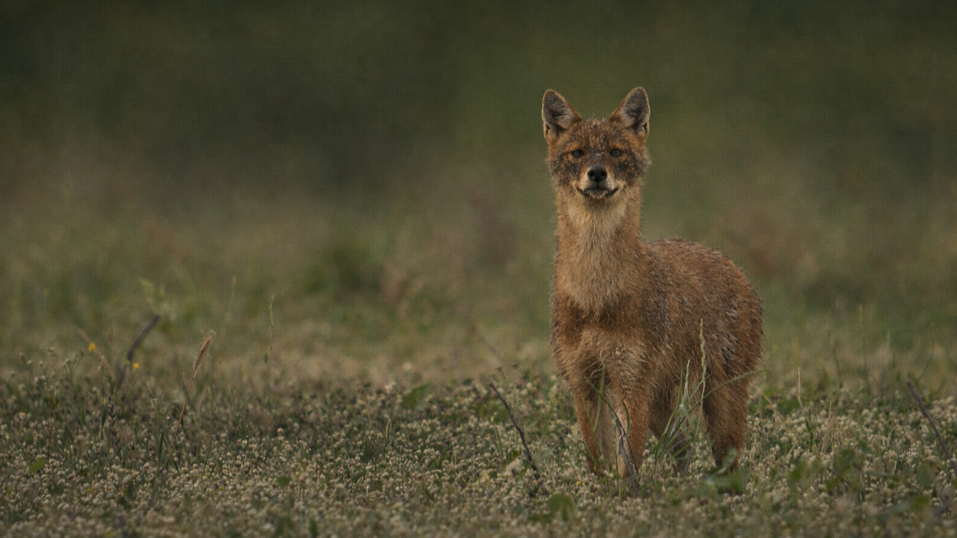 Capturing rare moments of golden jackals on film
