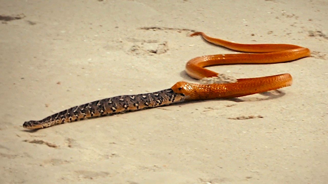 Cannibal cobra foiled as gravity helps prey escape in South Africa