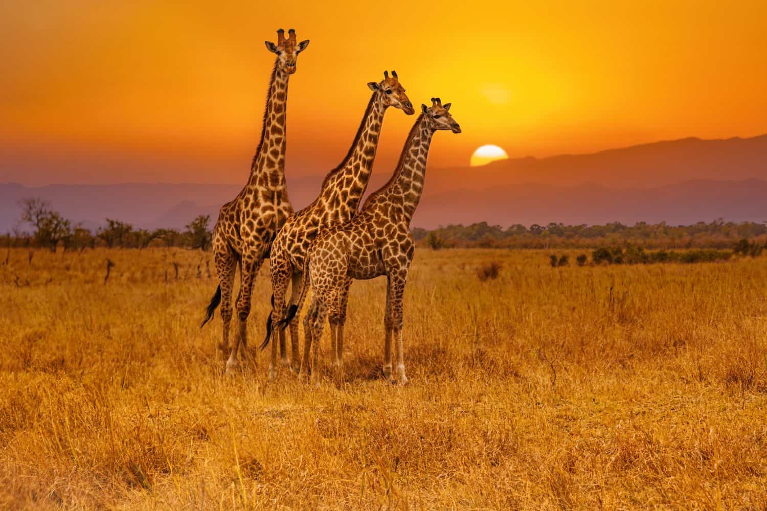 Rethinking giraffes: The science behind four separate species