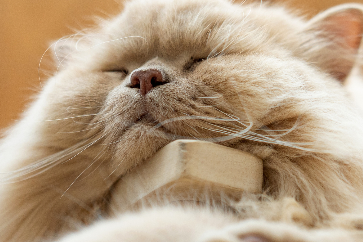 Rare orange cat missing most of his stripes is a total showstopper