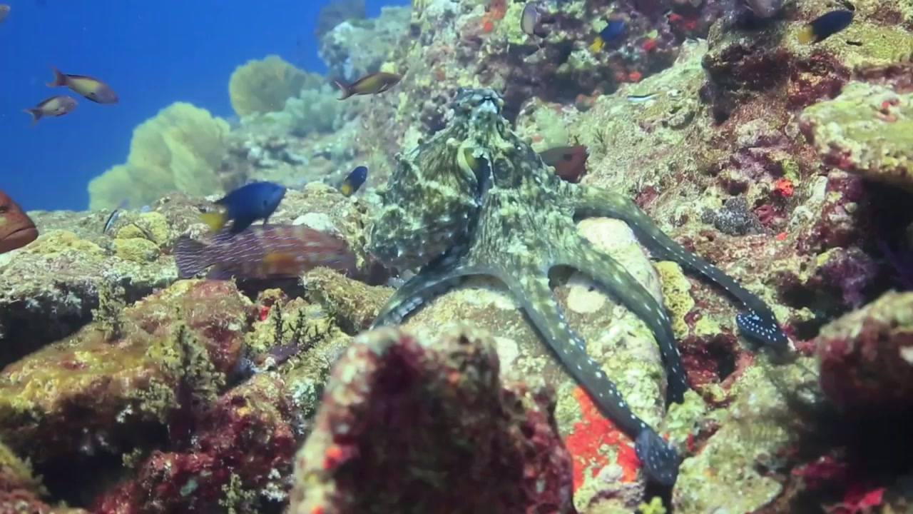 The terrifying thing you didn't know octopuses could do