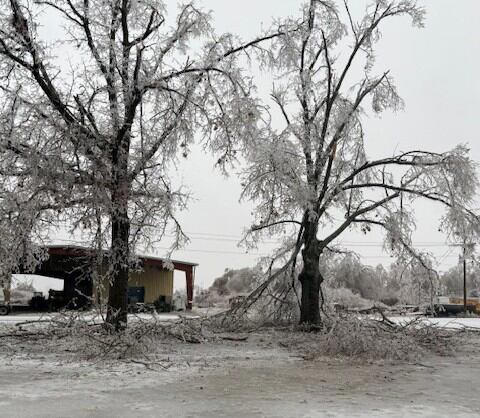 Like a war zone: Trees falling, power lines down in Sharkey and ...