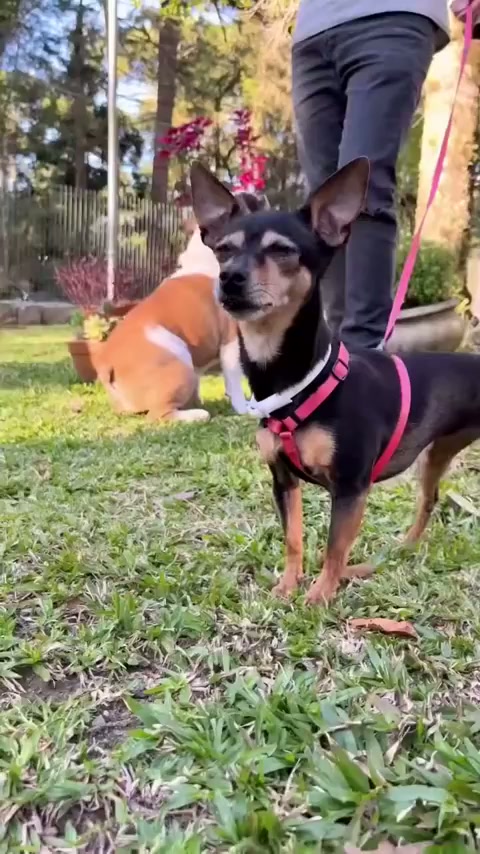 Imagens que me trazem felicidade