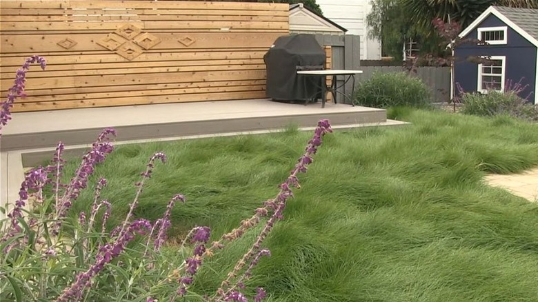 Why you may want to think twice before using no-mow grass seed