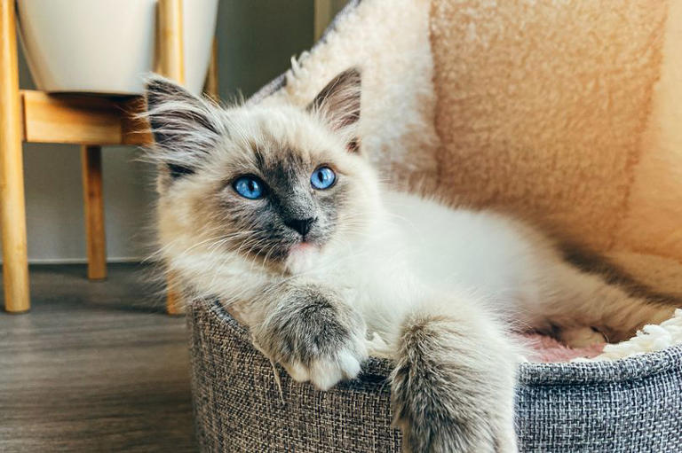 Vet names five best cat breeds for first-time owners including a ...