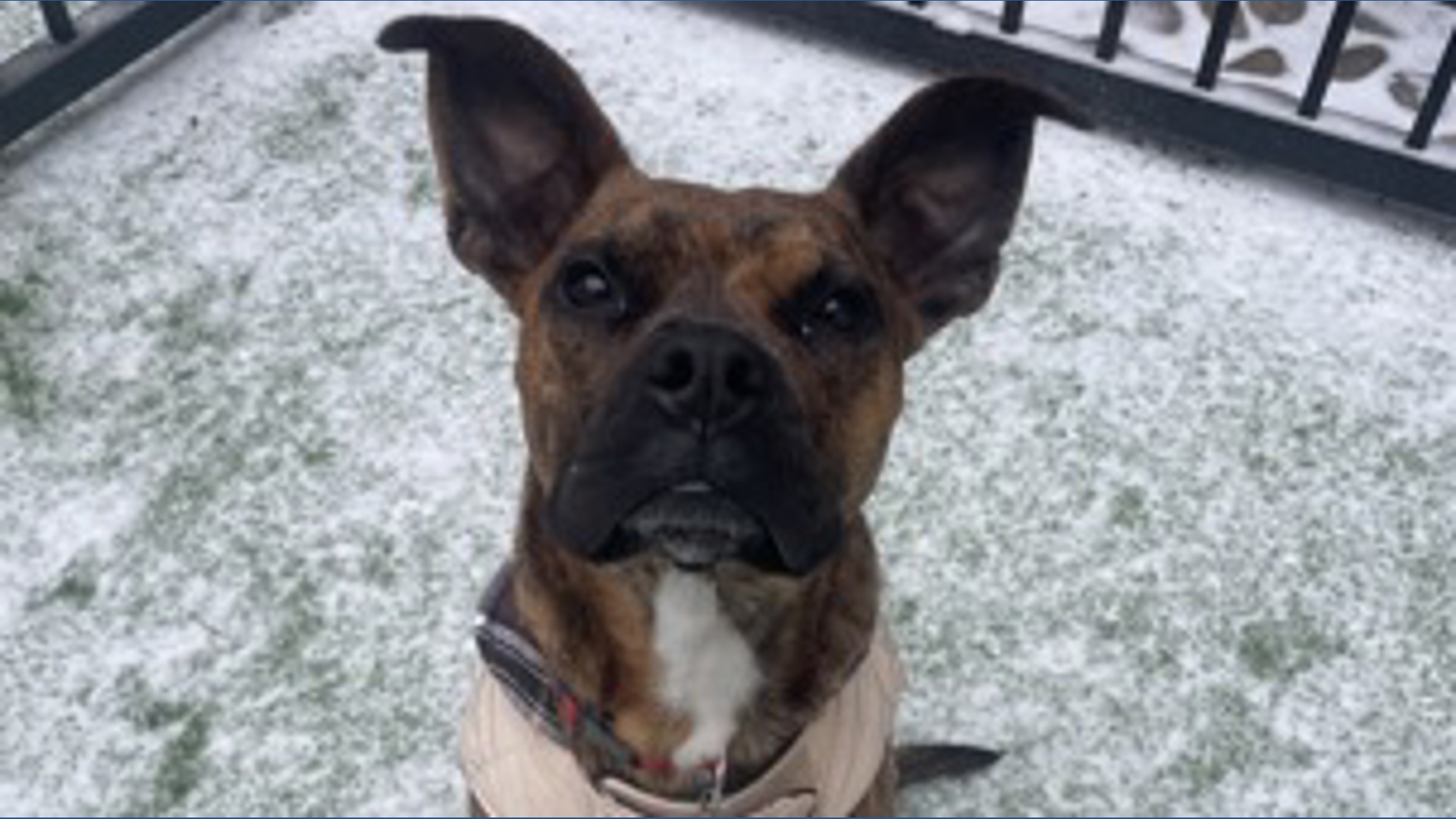 Young dog experiences first snow in Charlotte