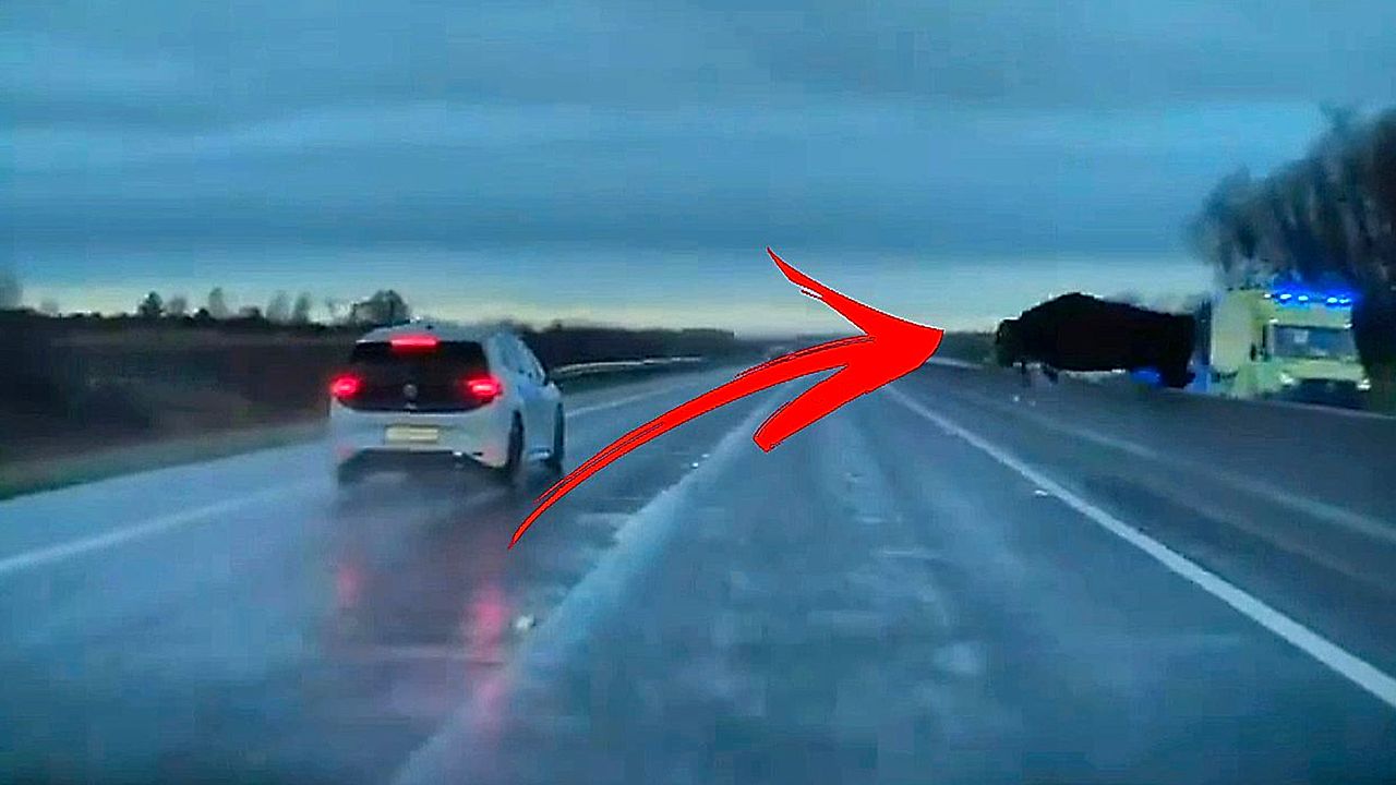 Tesla narrowly avoids escaped cow suddenly leaping onto motorway in Ireland