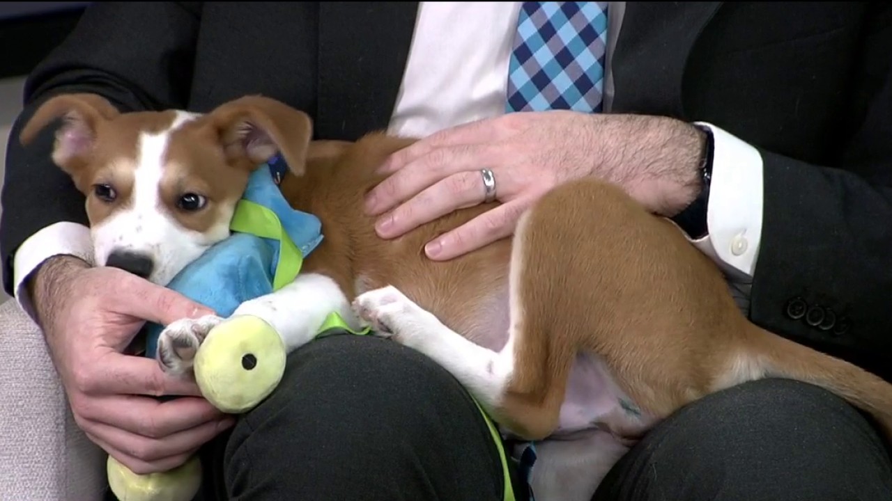 Pet of the week: Meet Blaze