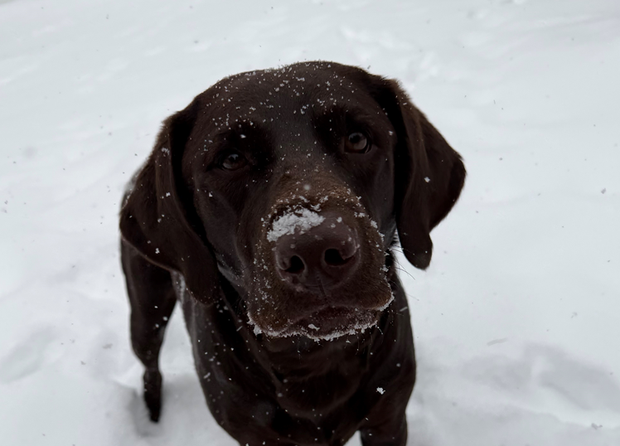 Photos: Marylanders have fun in the snow after weekend's winter storm