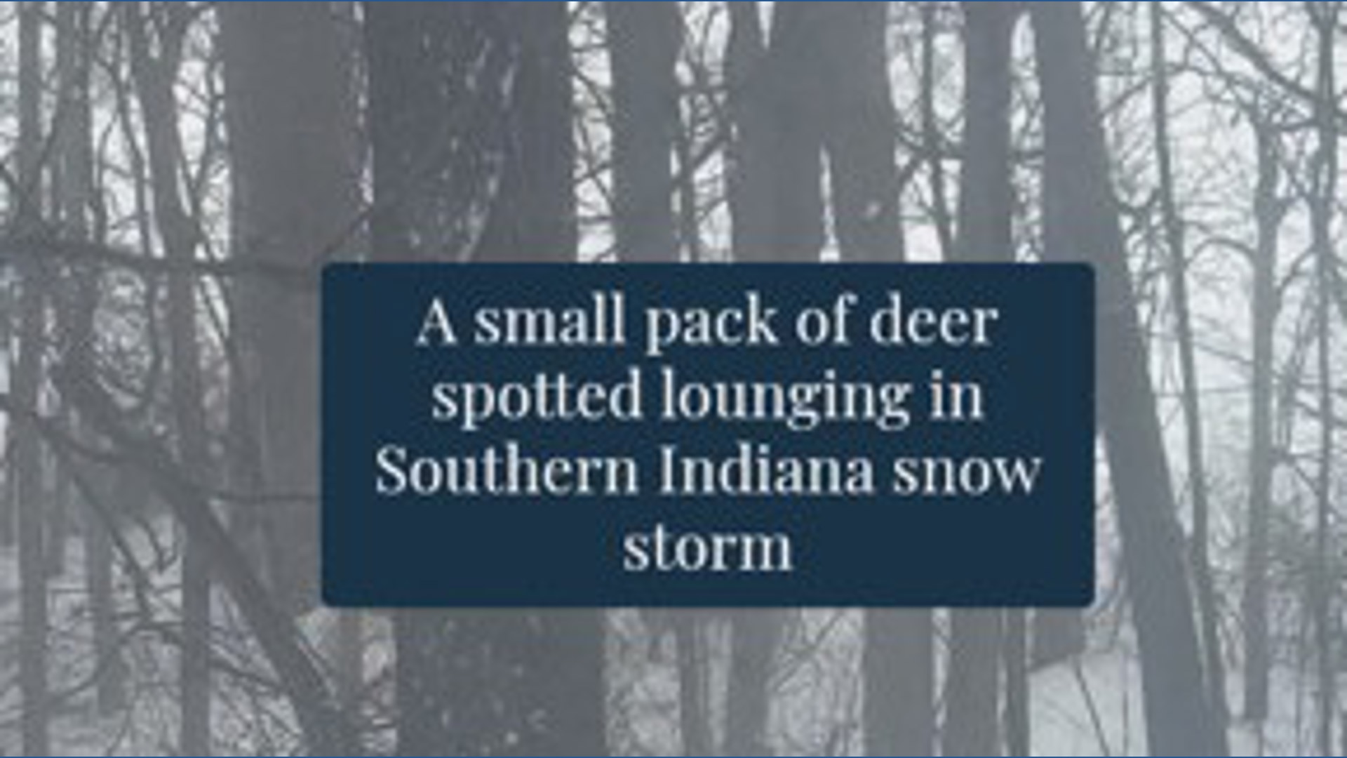 Small pack of deer venture out in southern Indiana snow storm