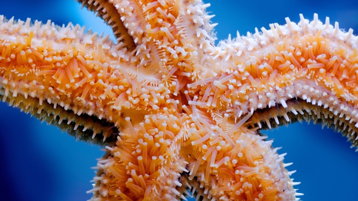 Starfish control hundreds of feet without a brain. Here's how.