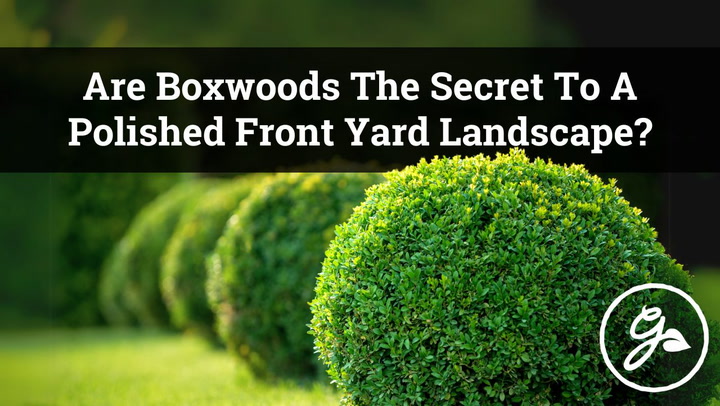 Tips on how to landscape your curb with boxwoods
