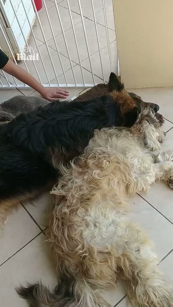 Loyal dog appears distressed while watching over sleeping companion
