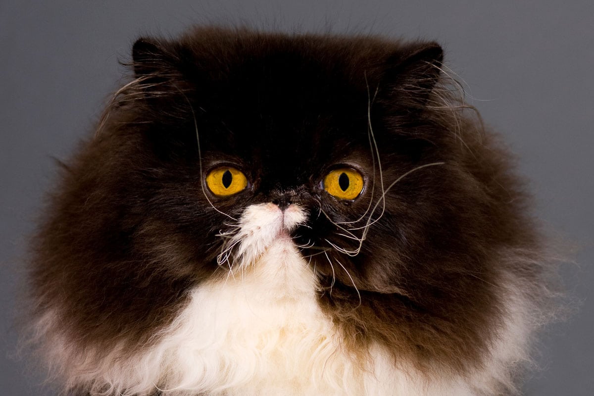 10 incredible things your cat can do (that you take for granted)