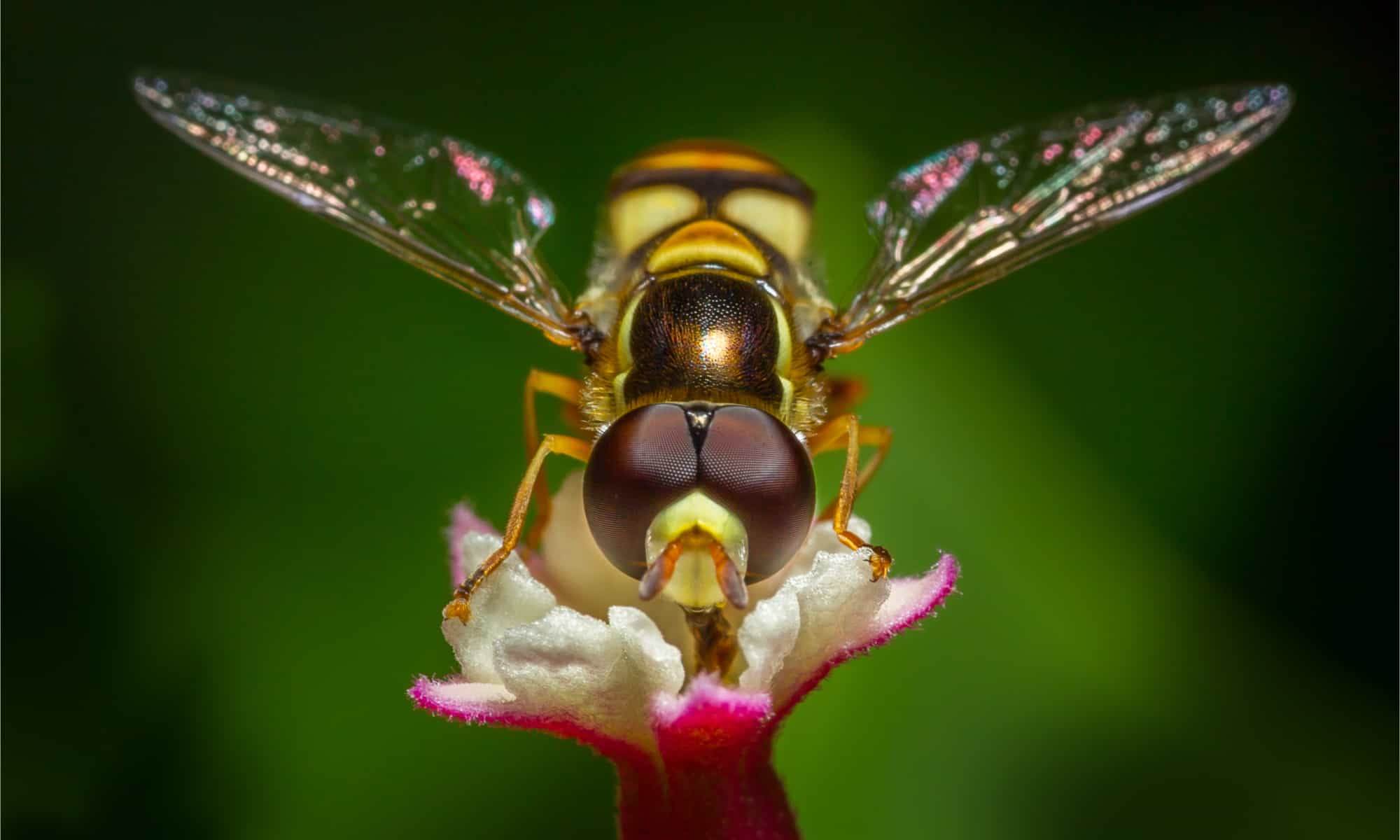 From feathered dinosaurs to tiny bees, 10 new species scientists ...