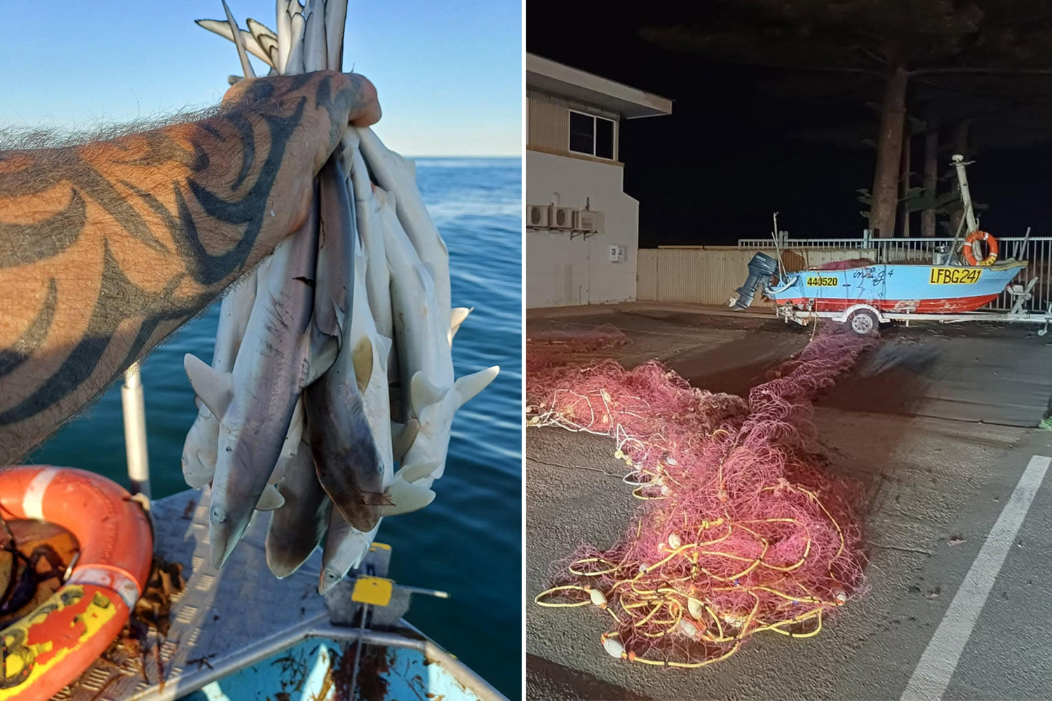 Aussie fisherman’s shark warning after controversial ban cuts income in ...