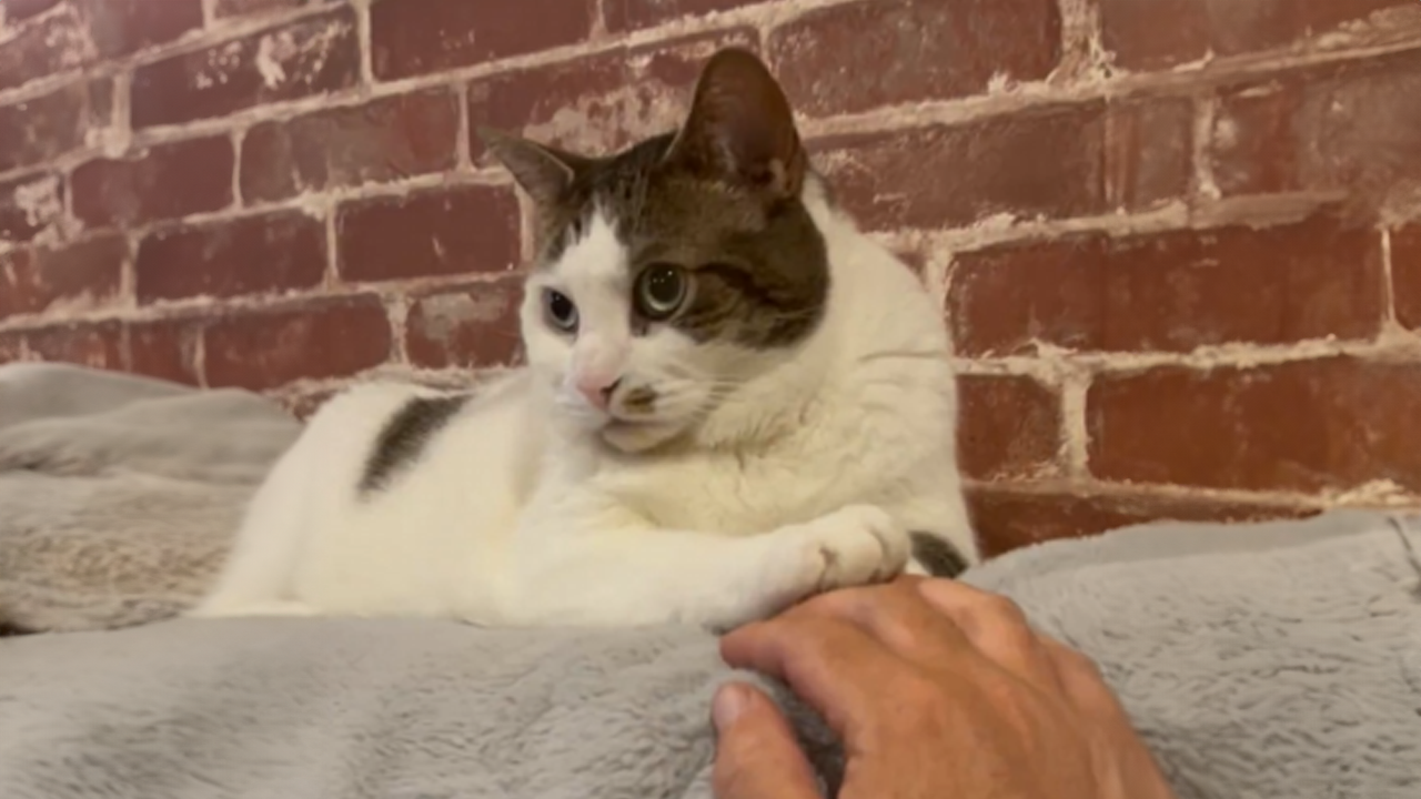 Cat lets owner win hand game