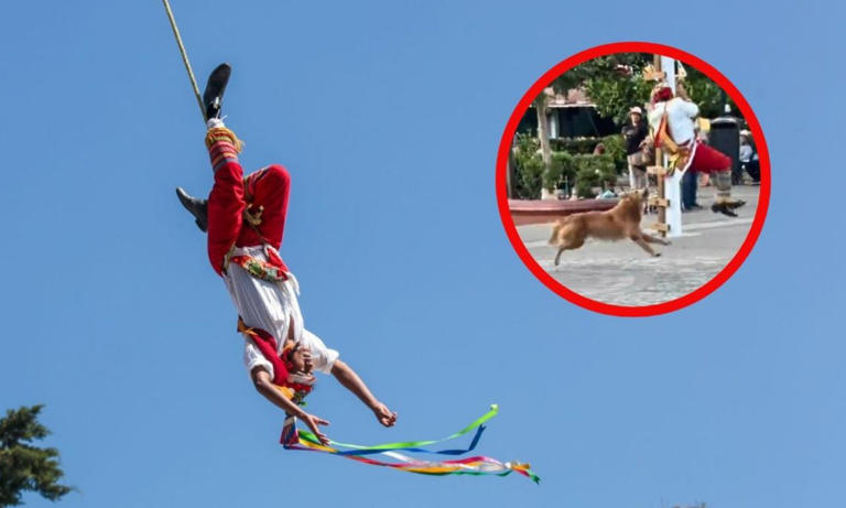 Lomito danzante: Perrito se vuelve viral tras intentar volar con los ...