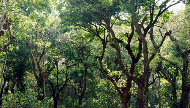 Experts thrilled as cameras capture footage of rare creature in ...